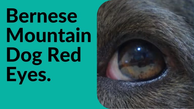 Bernese Mountain Dog Red Eyes-Causes, Prevention And Treatment