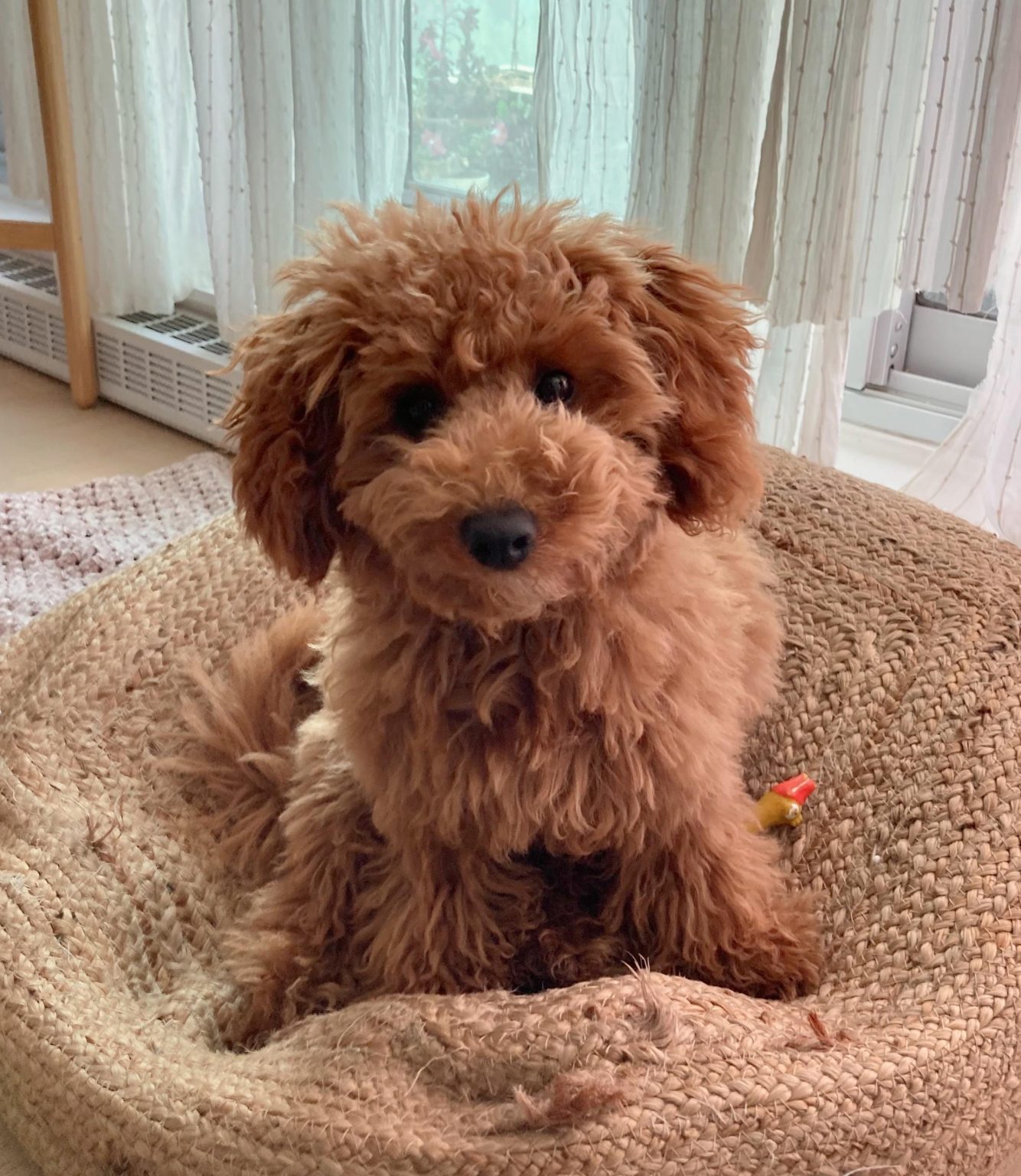 Why is the Toy Poodles Great Dog: Adorable, Smart, and Loyal - Pet Freakz